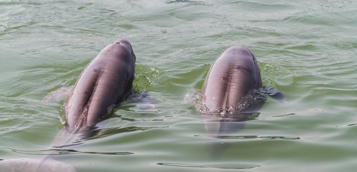 Protecting the Yangtze finless porpoise - WWF