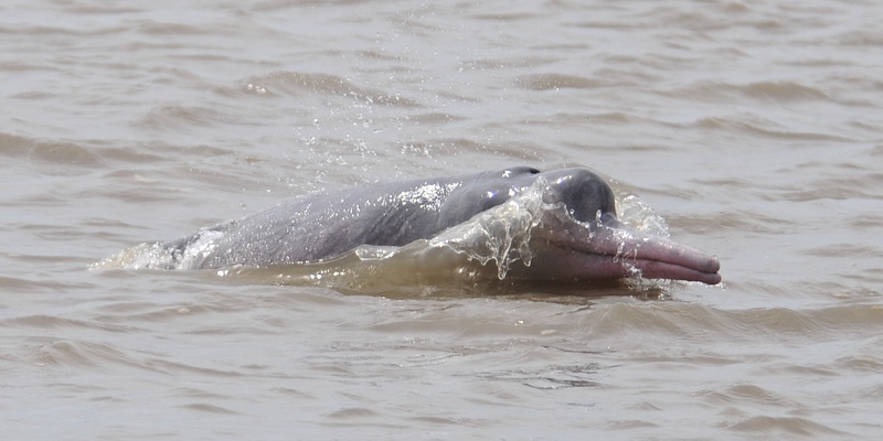 Searching for South America's river dolphins - WWF